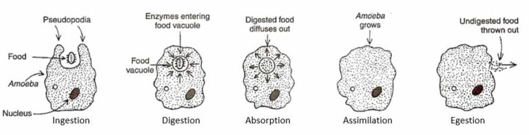 Nutrition in Amoeba