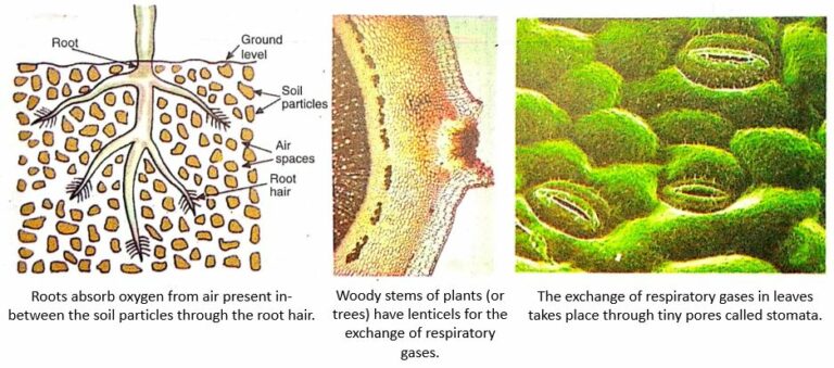 Respiration in Plants