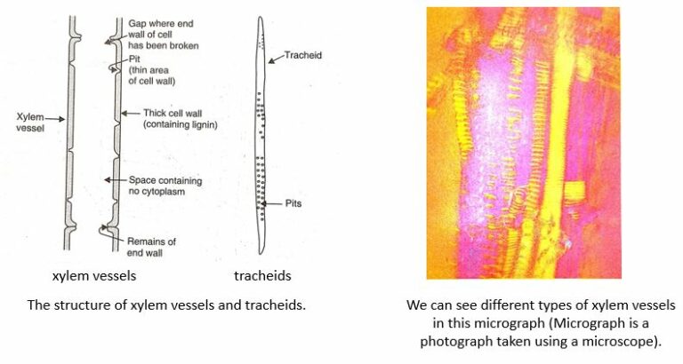 Transport in Plants