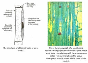 Transport in Plants